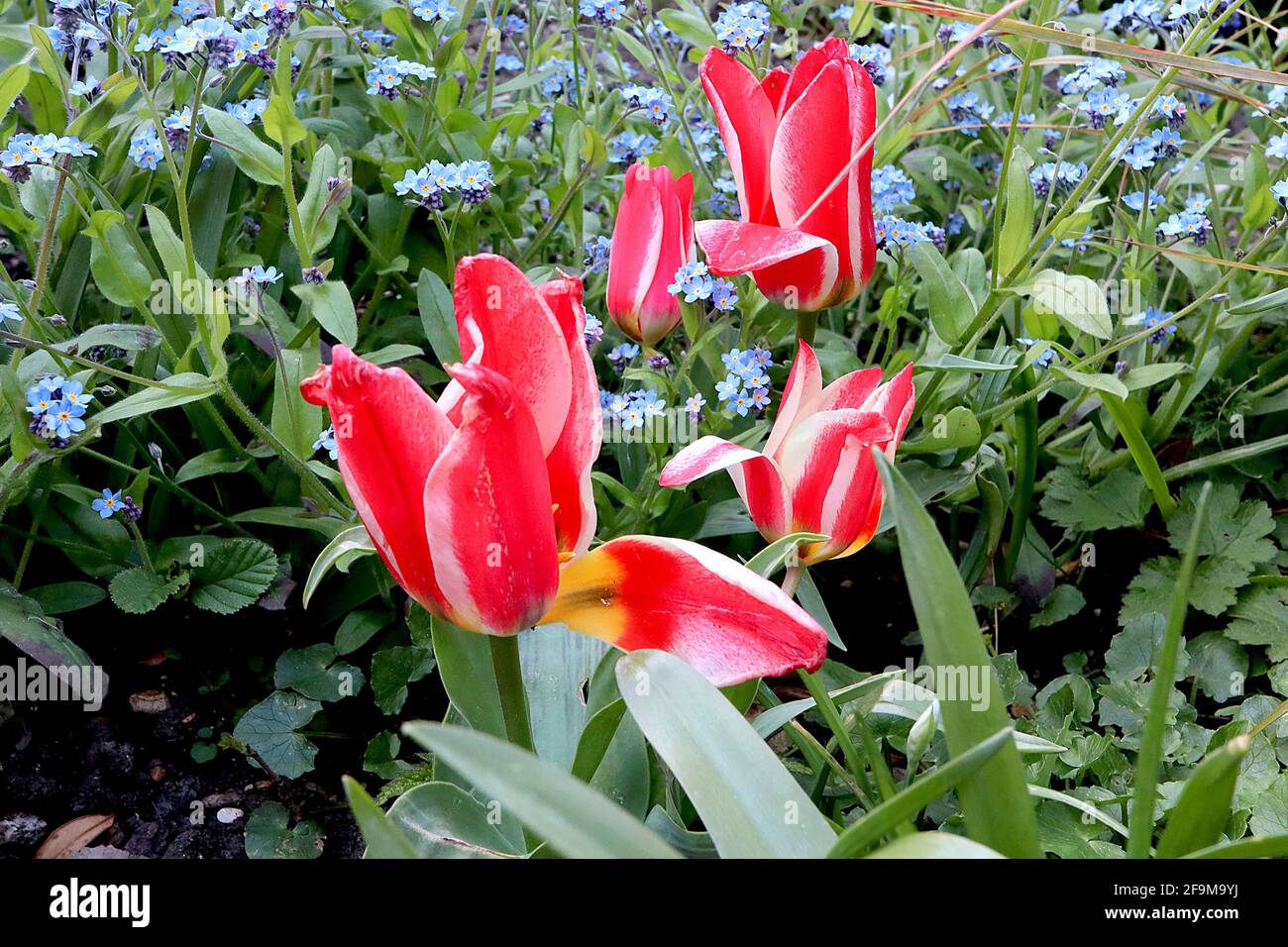 Tulipa ‘Pinocchio’ Greigii 14 Pinocchio tulip - carmine red flowers ...