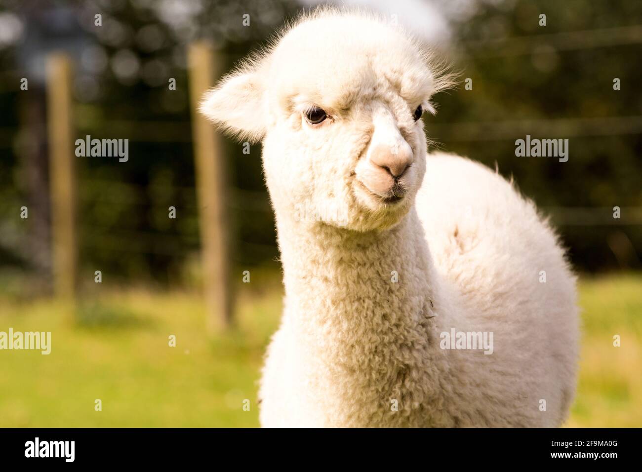 Cute white alpaca on the farm Stock Photo - Alamy