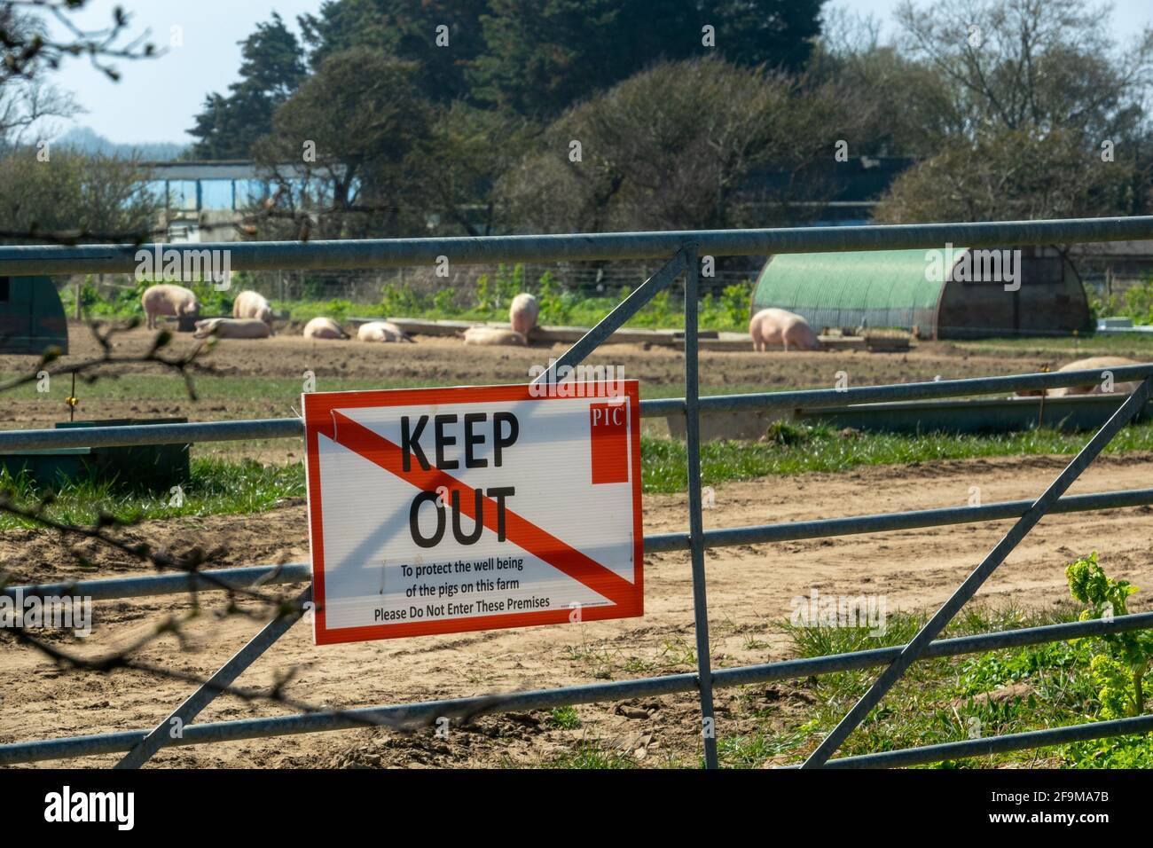 Keep out sign on field of pigs Stock Photo - Alamy