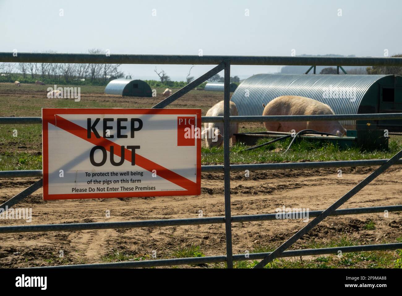 Keep out sign on field of pigs Stock Photo - Alamy