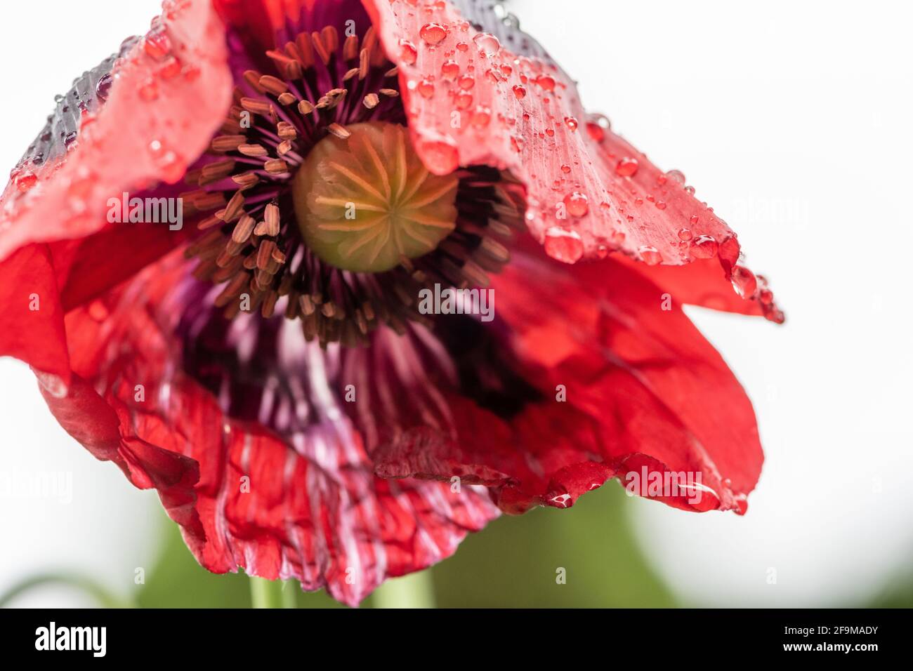 Parts of a poppy hi-res stock photography and images - Alamy