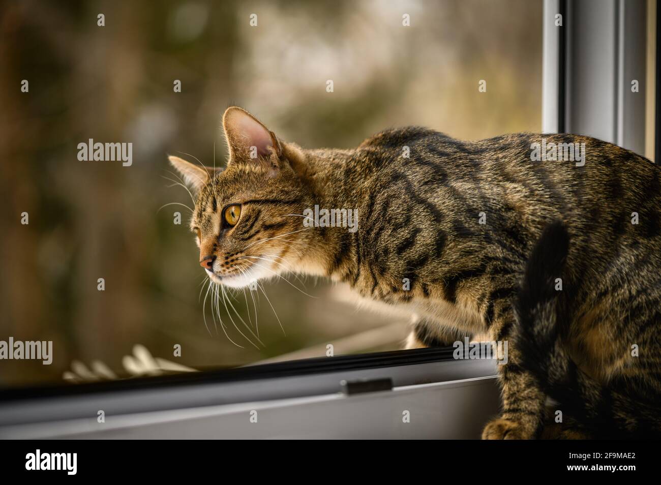 Cat of european breed hi-res stock photography and images - Alamy