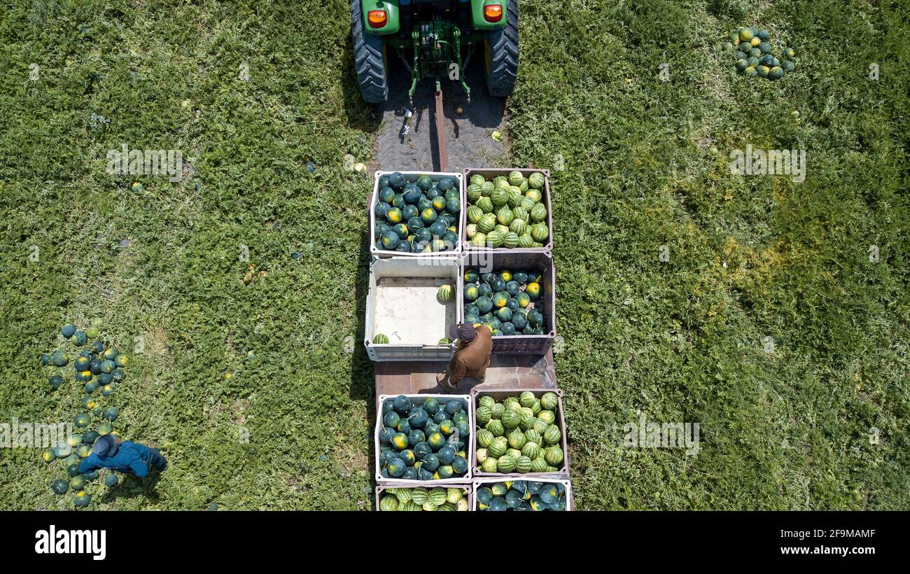 Watermelon Harvest. Farm workers picking Watermelons in a field Stock ...