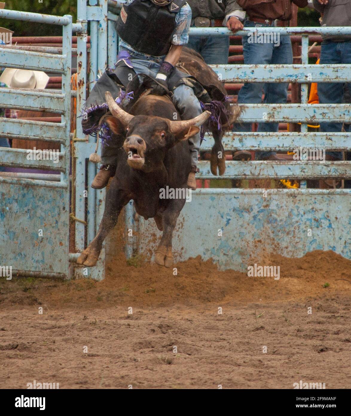 Bull rider coming out of the chute Stock Photo - Alamy
