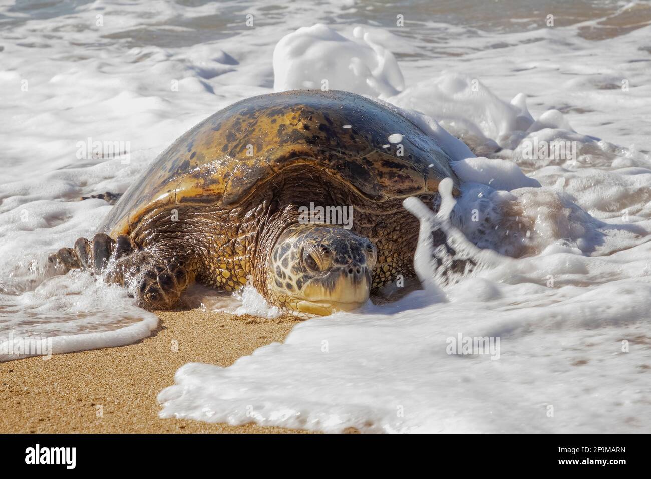 Hawaiian green sea turtle in splashing foam crawling onto sandy beach ...