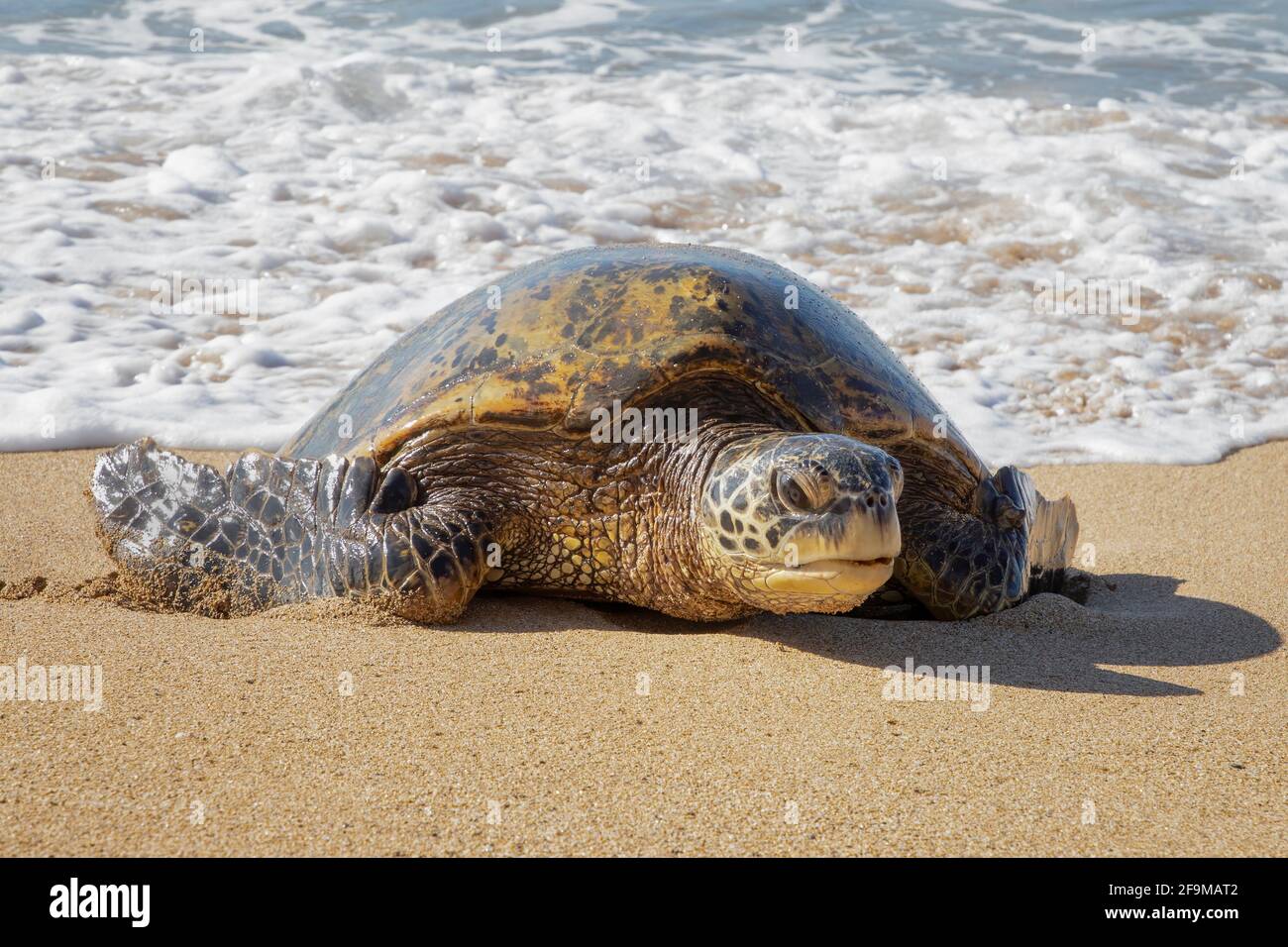 Hawaiian green sea turtle crawls from foamy surf onto sandy beach in ...