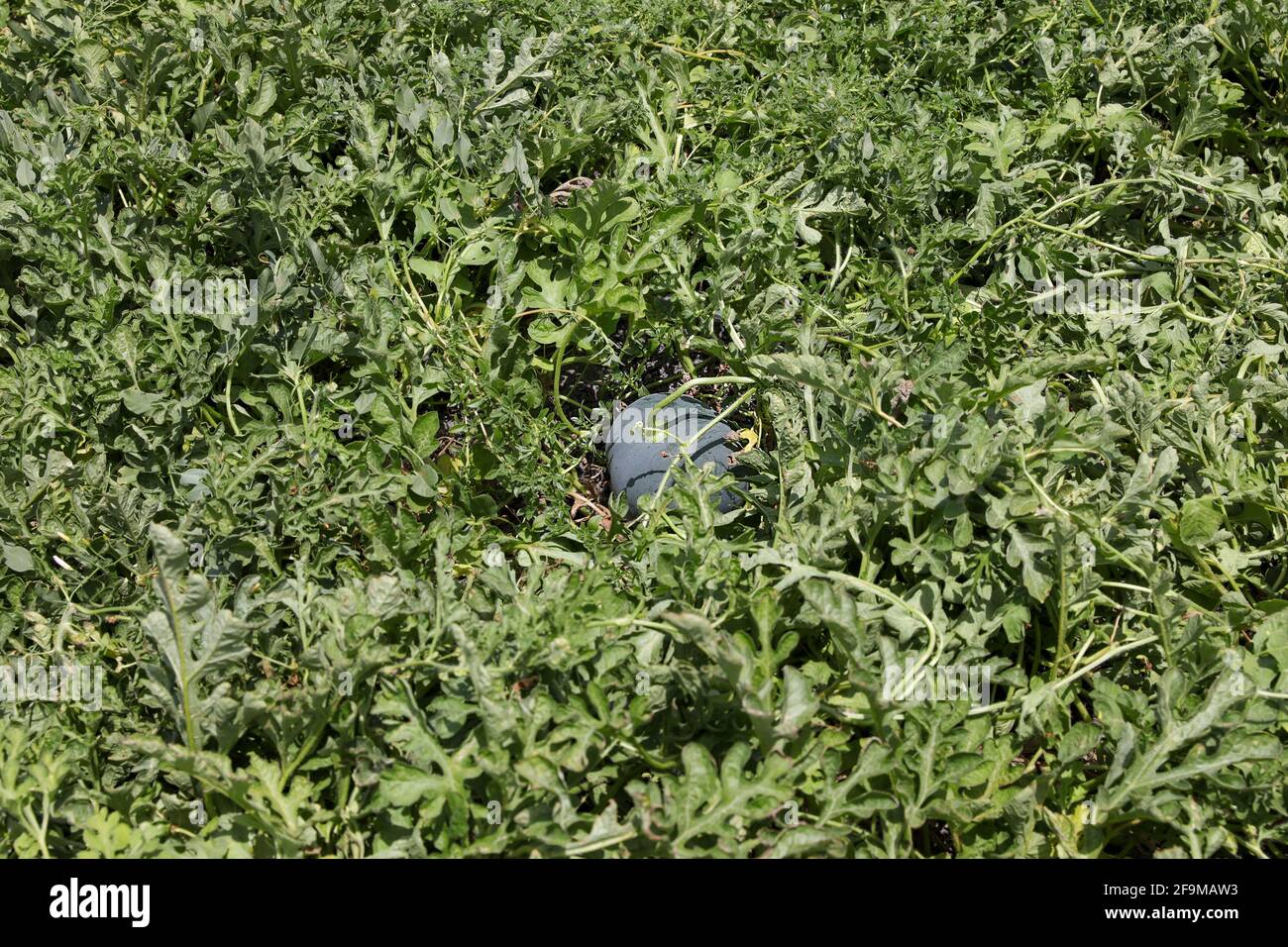 Organic Watermelons on a green Melon Field Stock Photo - Alamy