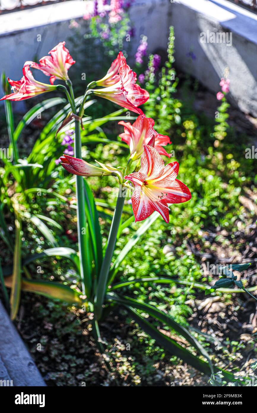 Planta roja real hi-res stock photography and images - Alamy