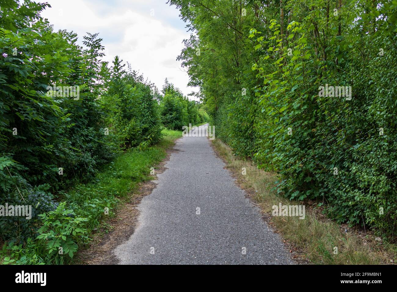 Scenic Walking Path Surrounded by Lush Greenery in Bad Friedrichshall ...