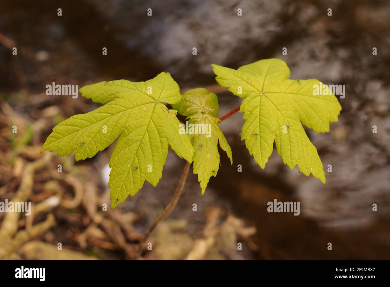 A very young Sycamore sapling in spring sunshine Stock Photo - Alamy