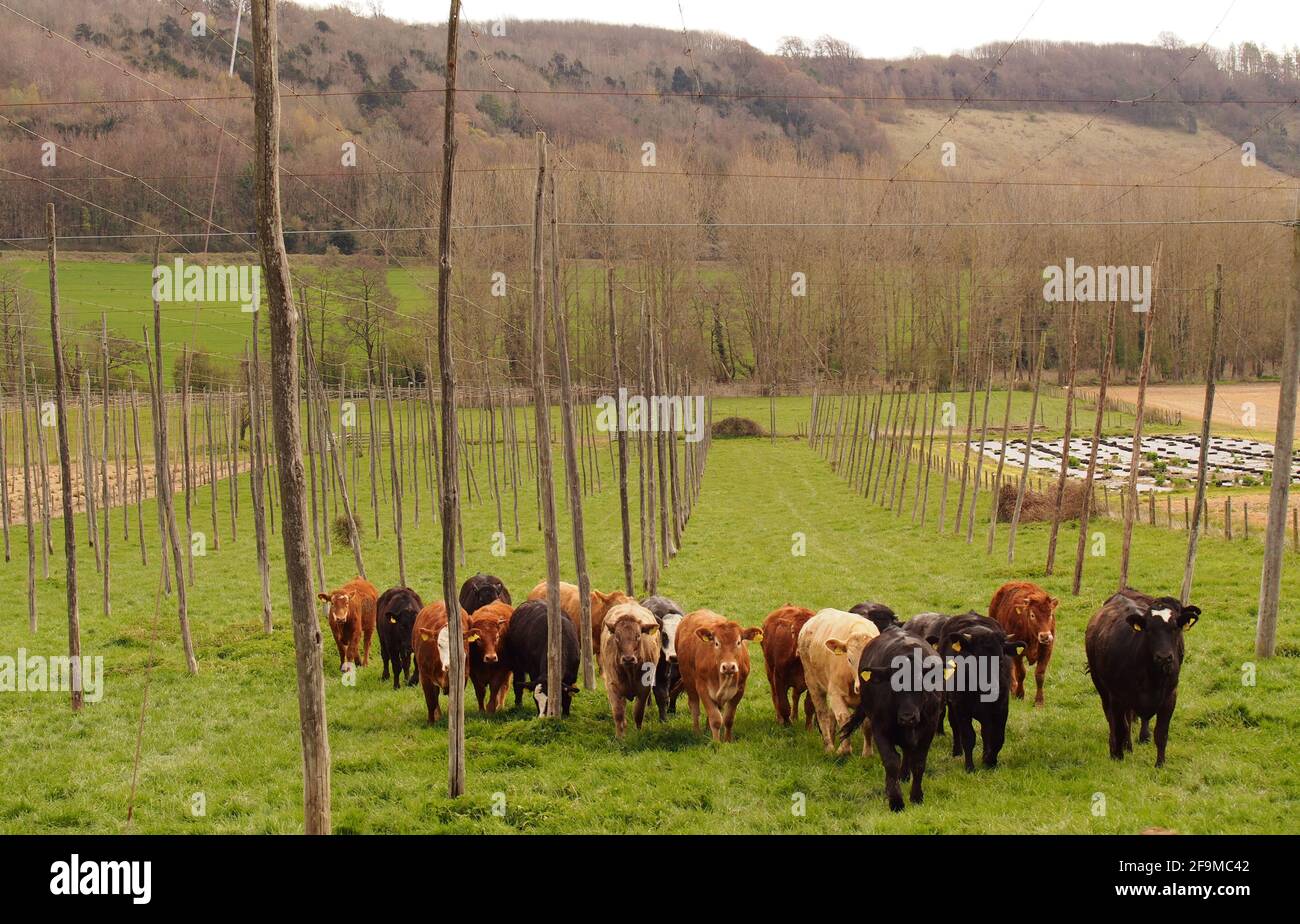 Cattle stampede hi-res stock photography and images - Alamy