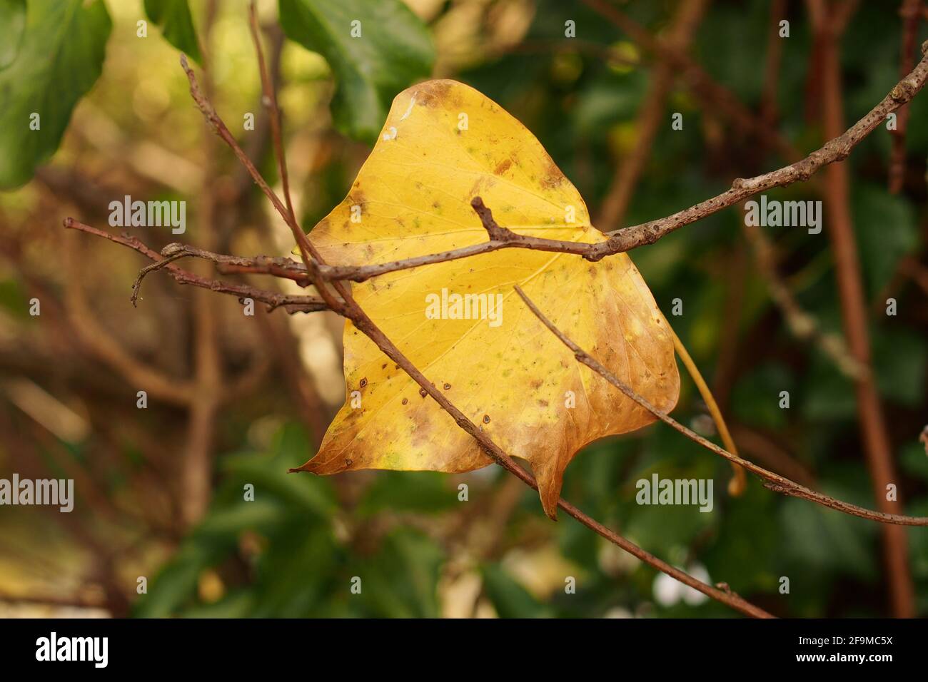 Dead poplar hi-res stock photography and images - Alamy