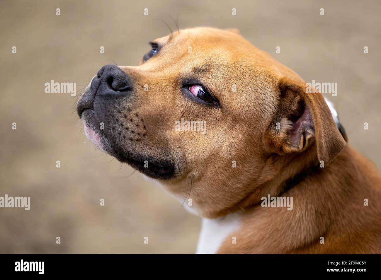 Bull terrier head hi-res stock photography and images - Alamy