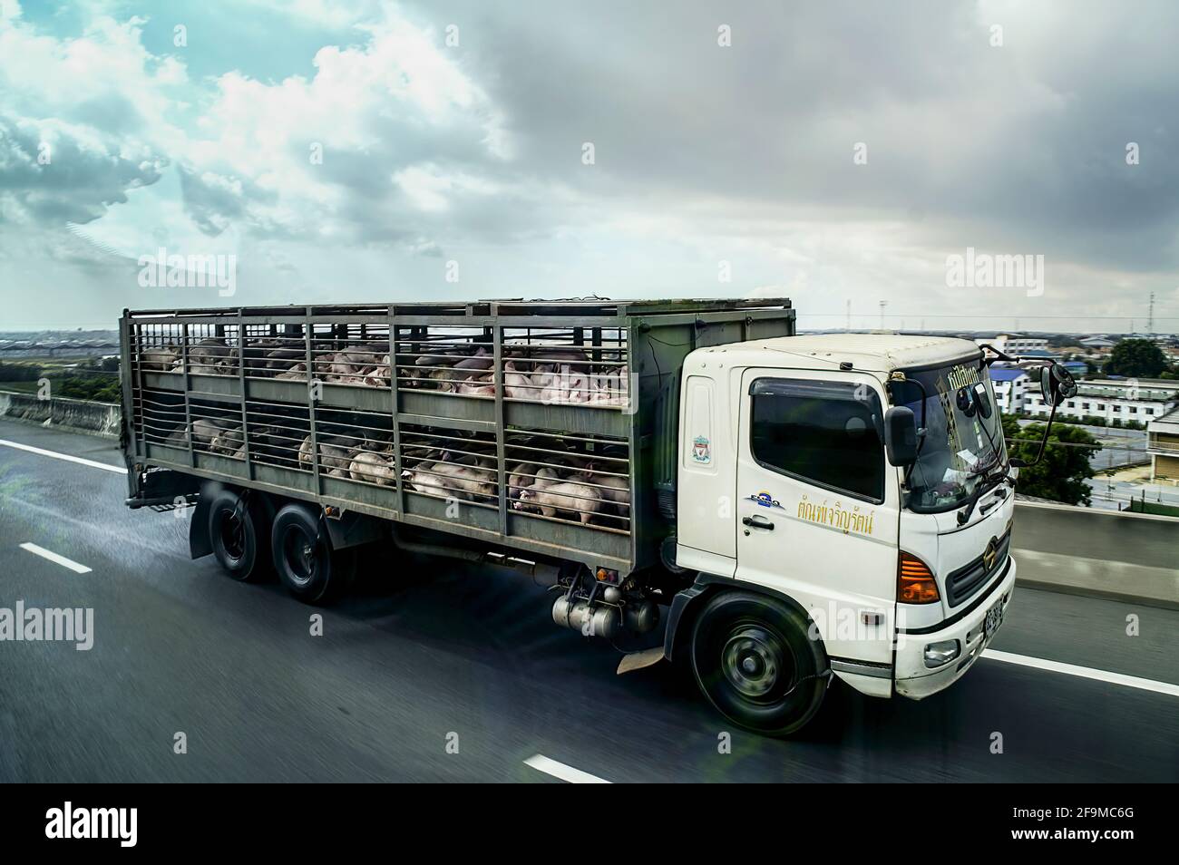 A truck carrying pigs to market near Bangkok, Thailand Stock Photo - Alamy