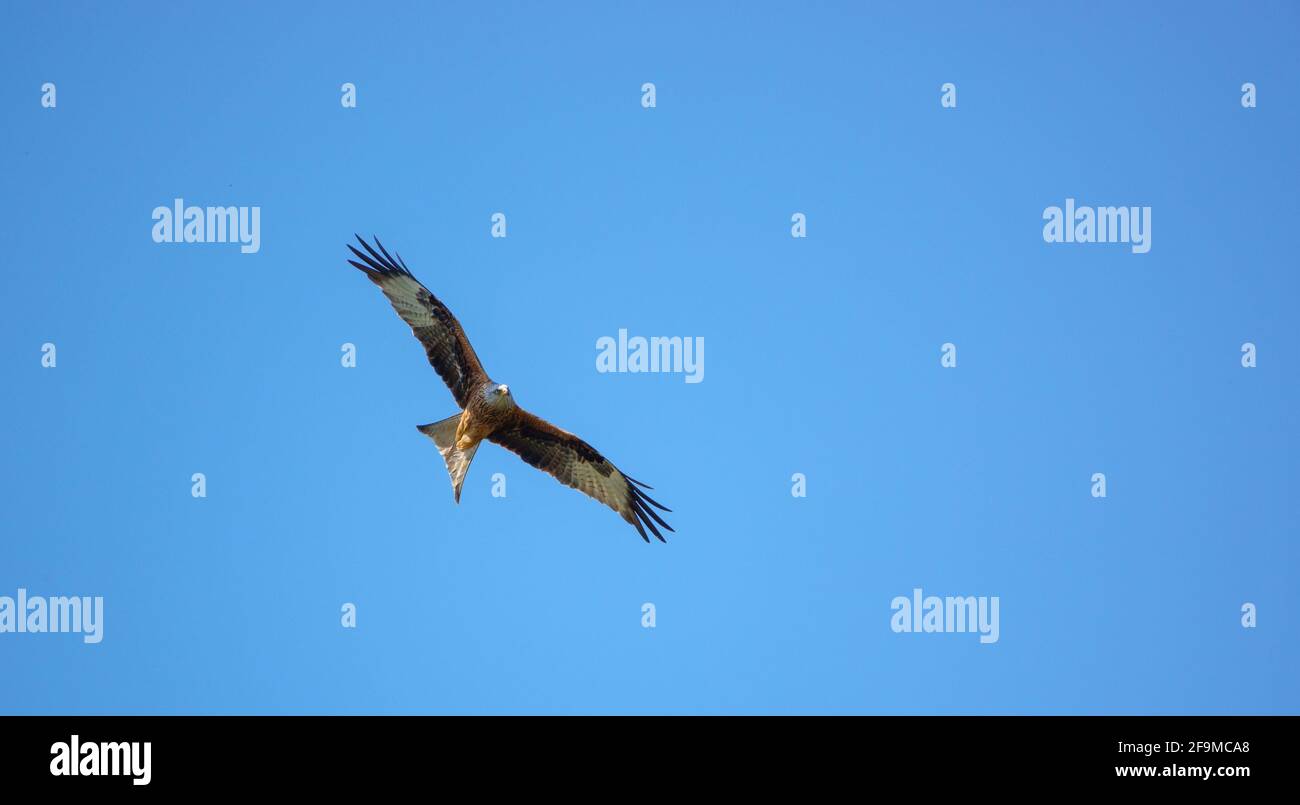red kite soaring with outstretched wings in a beautiful blue spring sky ...