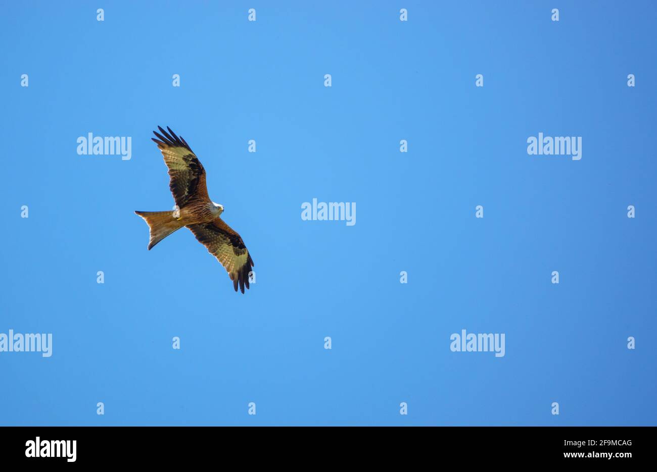 red kite soaring with outstretched wings in a beautiful blue spring sky ...