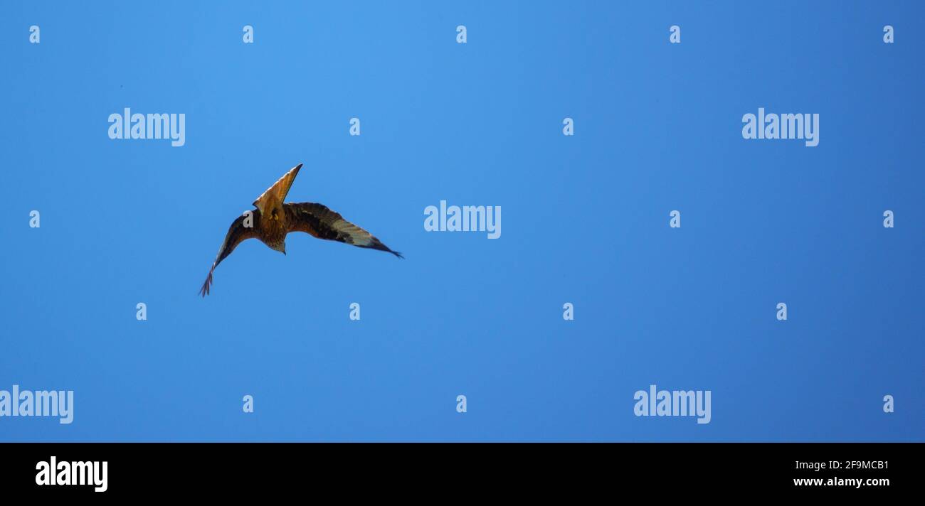 red kite soaring with outstretched wings in a beautiful blue spring sky ...