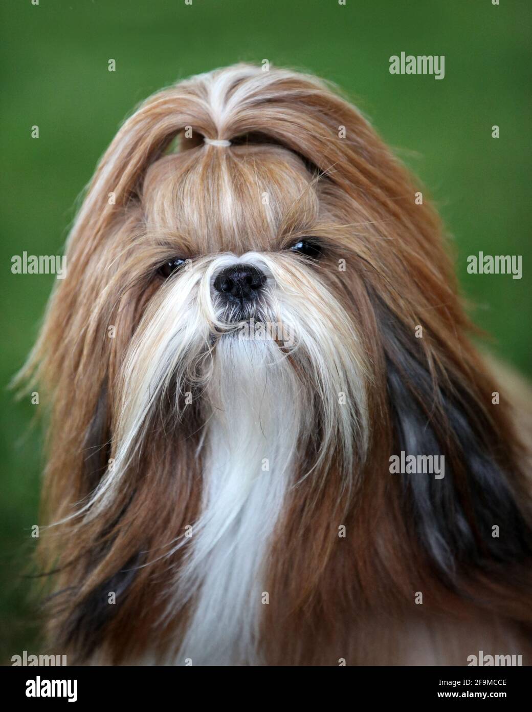 Shih Tzu head closeup Stock Photo - Alamy