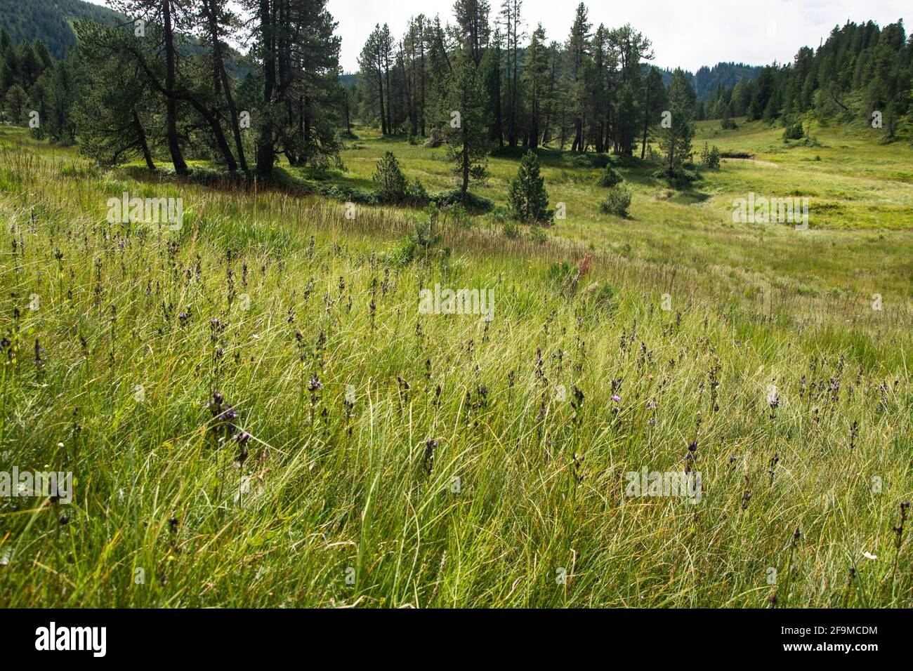Moorlandschaft hi-res stock photography and images - Alamy