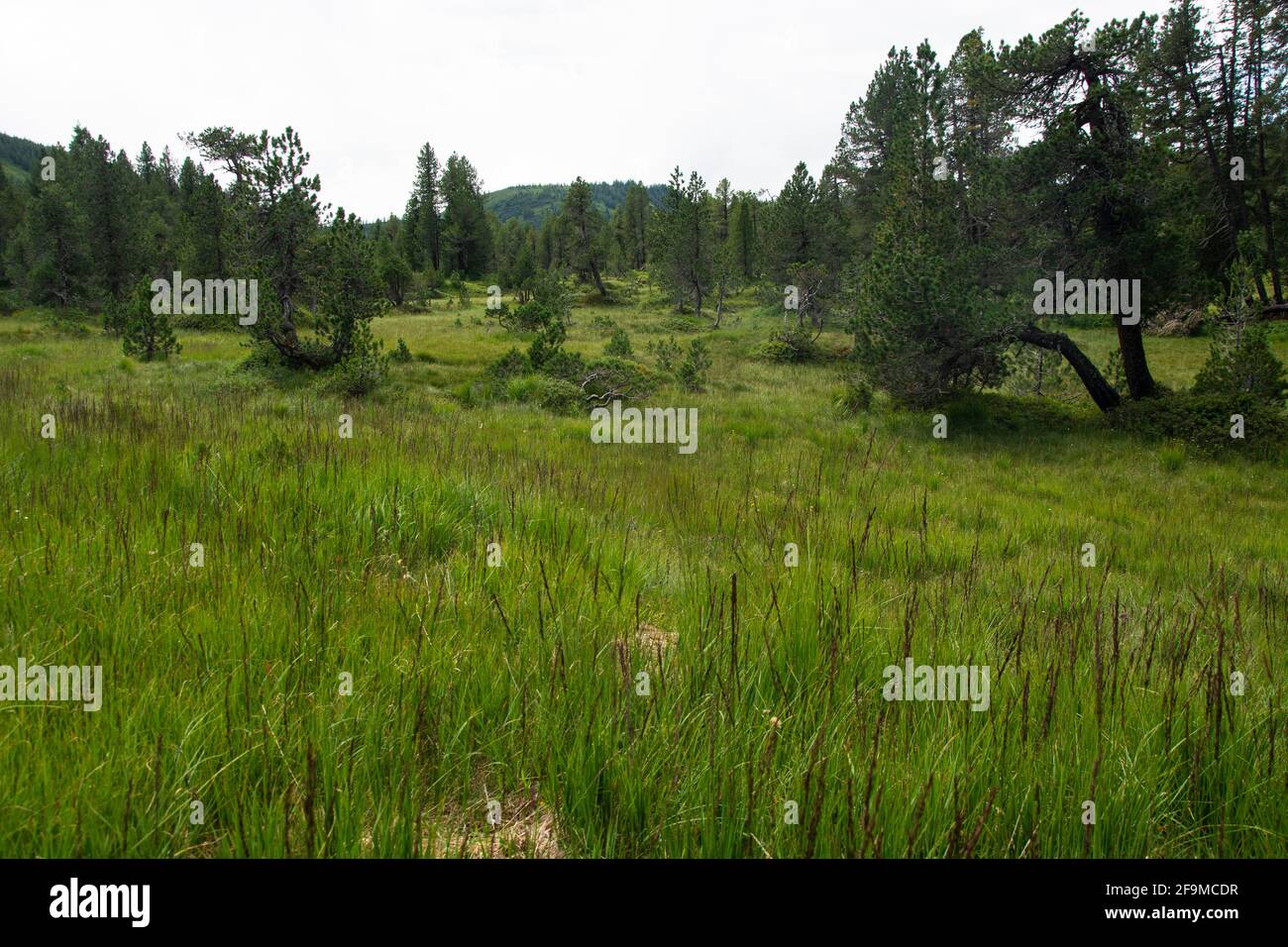 Moorlandschaft hi-res stock photography and images - Alamy