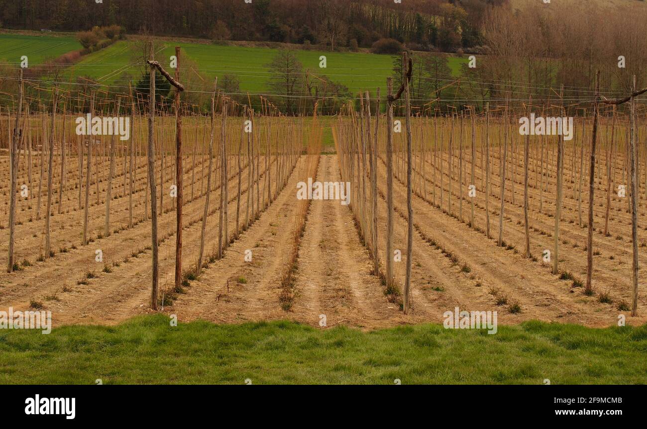 A view across a hop farm in springtime showing the tall trellis and ...