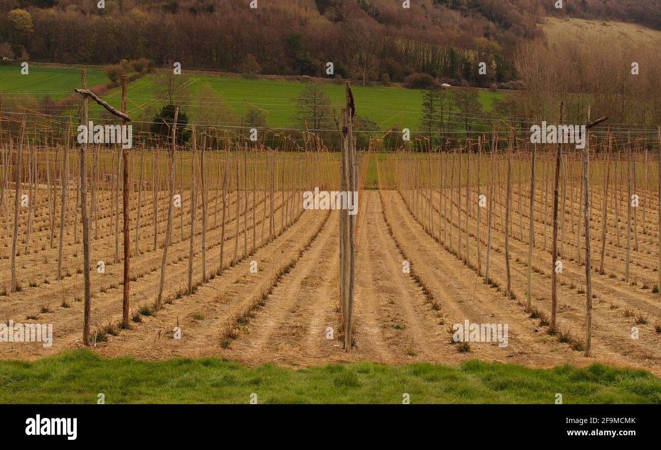 A view across a hop farm in springtime showing the tall trellis and ...