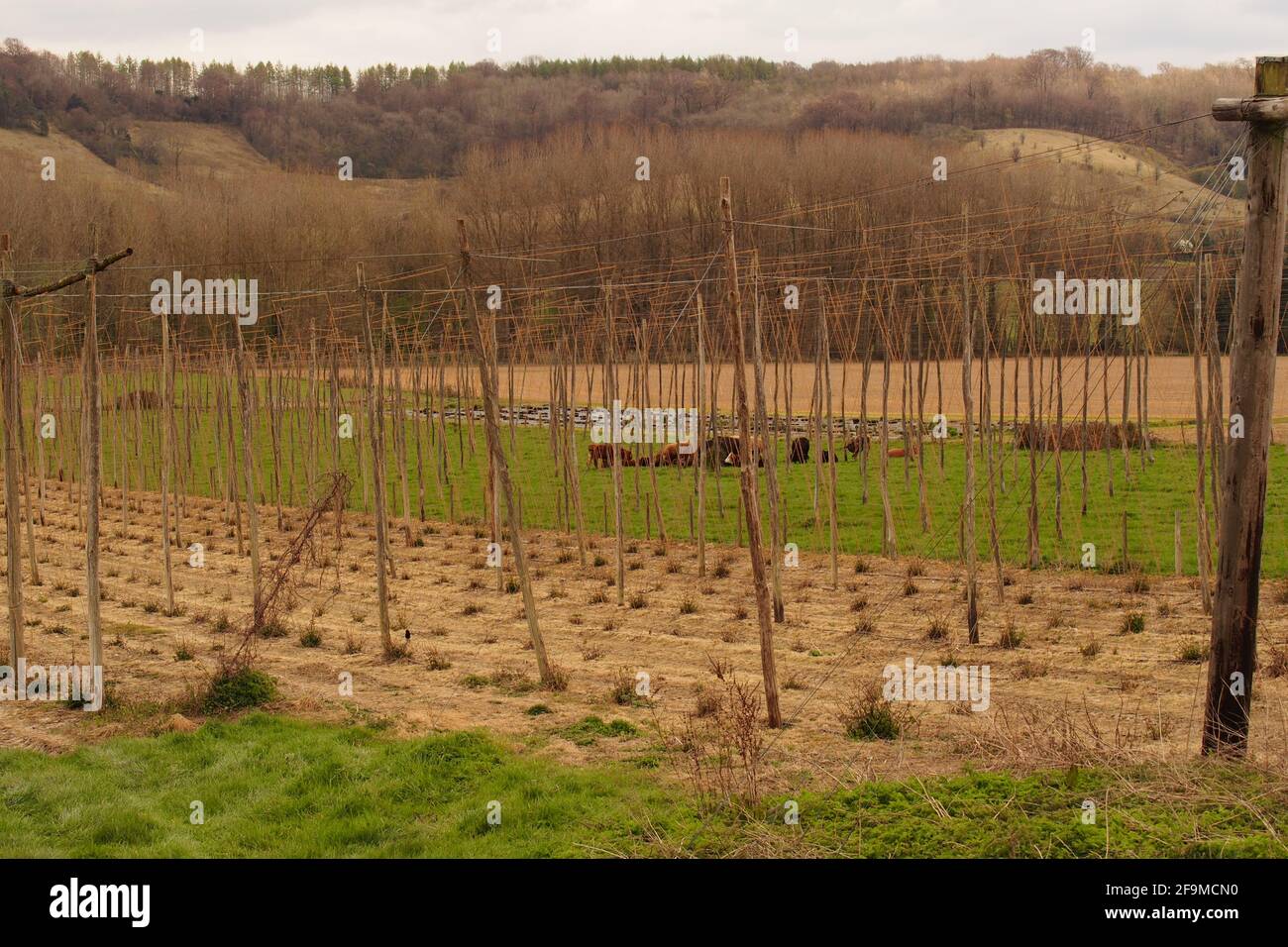 A view across a hop farm in springtime showing the tall trellis and ...