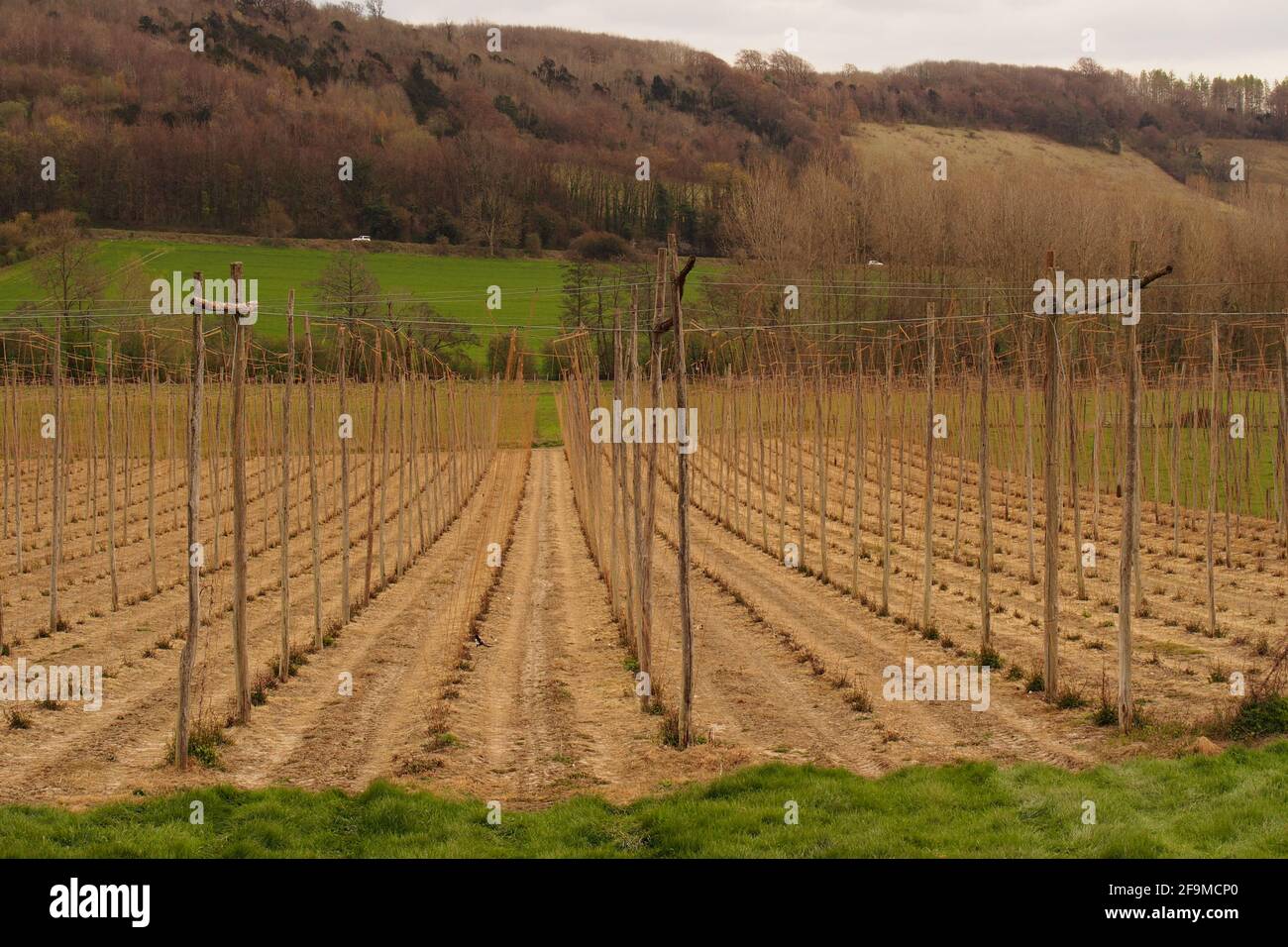 A view across a hop farm in springtime showing the tall trellis and ...
