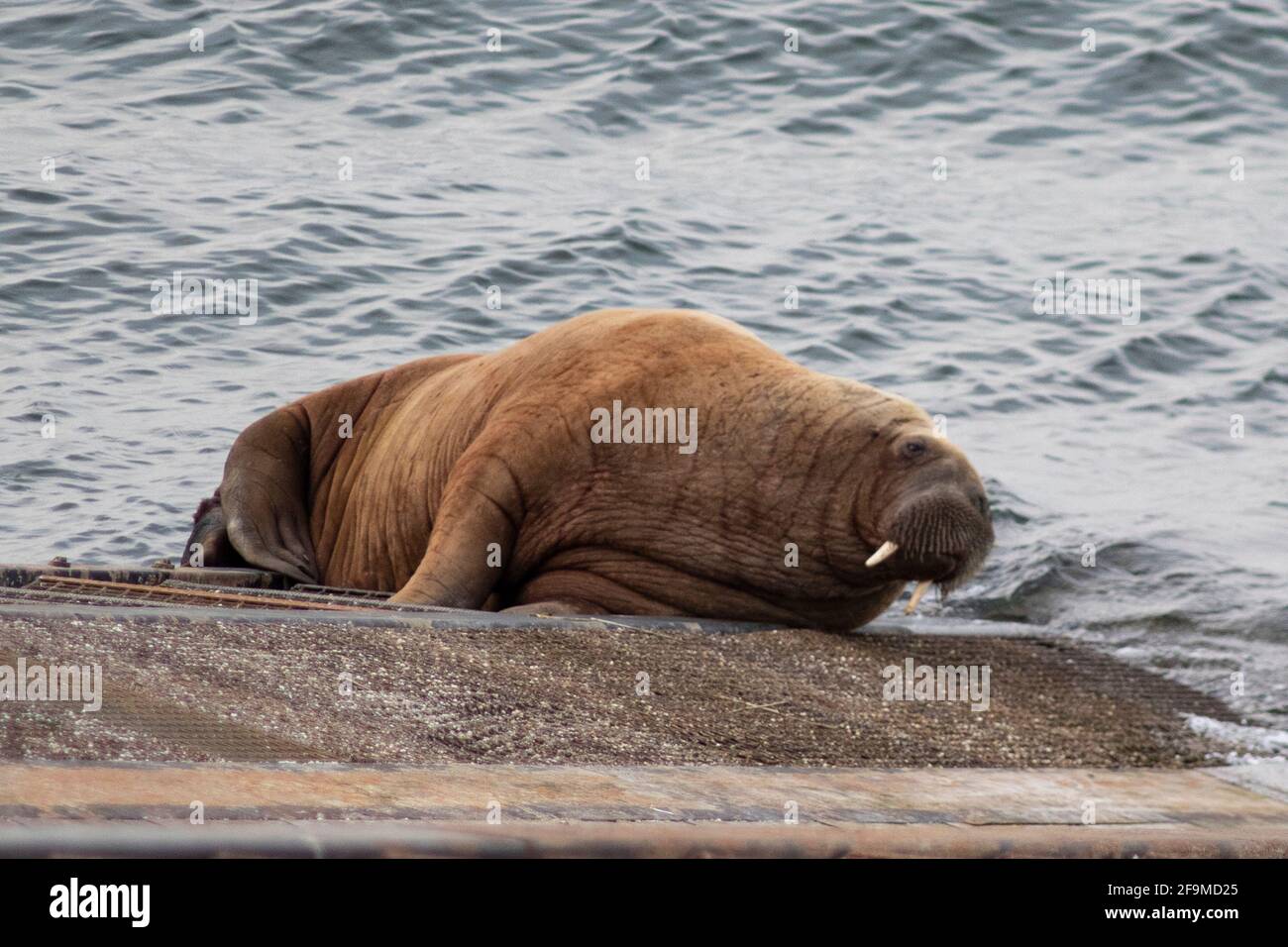 Wally lewis hi-res stock photography and images - Alamy