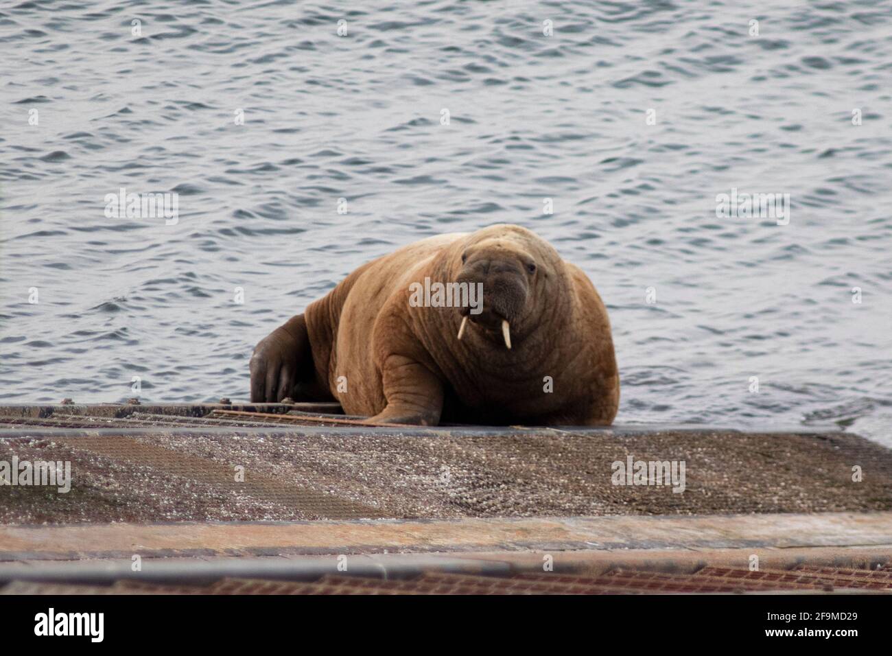 Wally lewis hi-res stock photography and images - Alamy