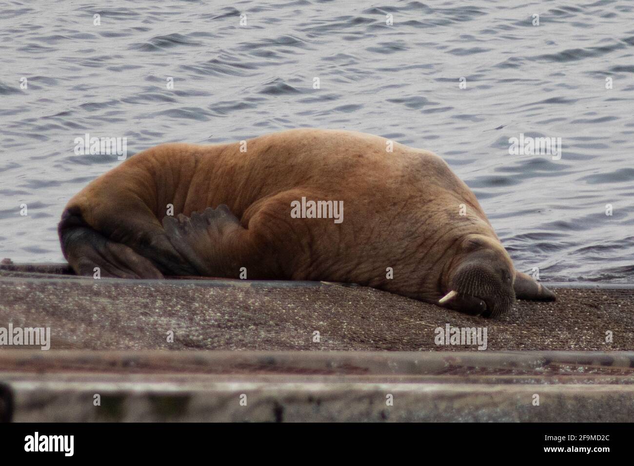 Wally lewis hi-res stock photography and images - Alamy