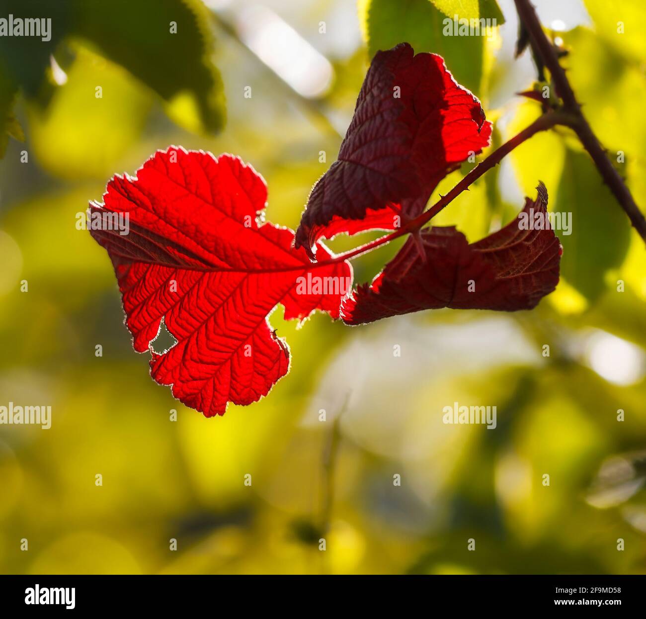 Autumn red leaves on nature background Stock Photo - Alamy