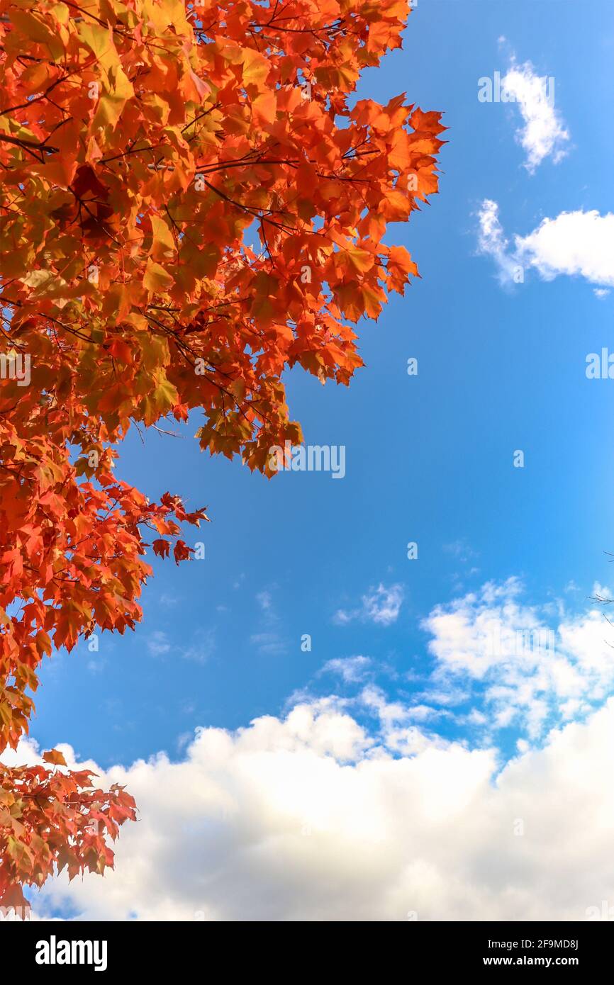 Looking up to the fall sky - Fall in Central Canada, ON Stock Photo - Alamy