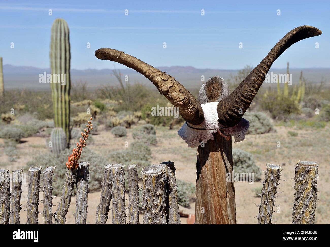 Ocotillo Cactus Fence