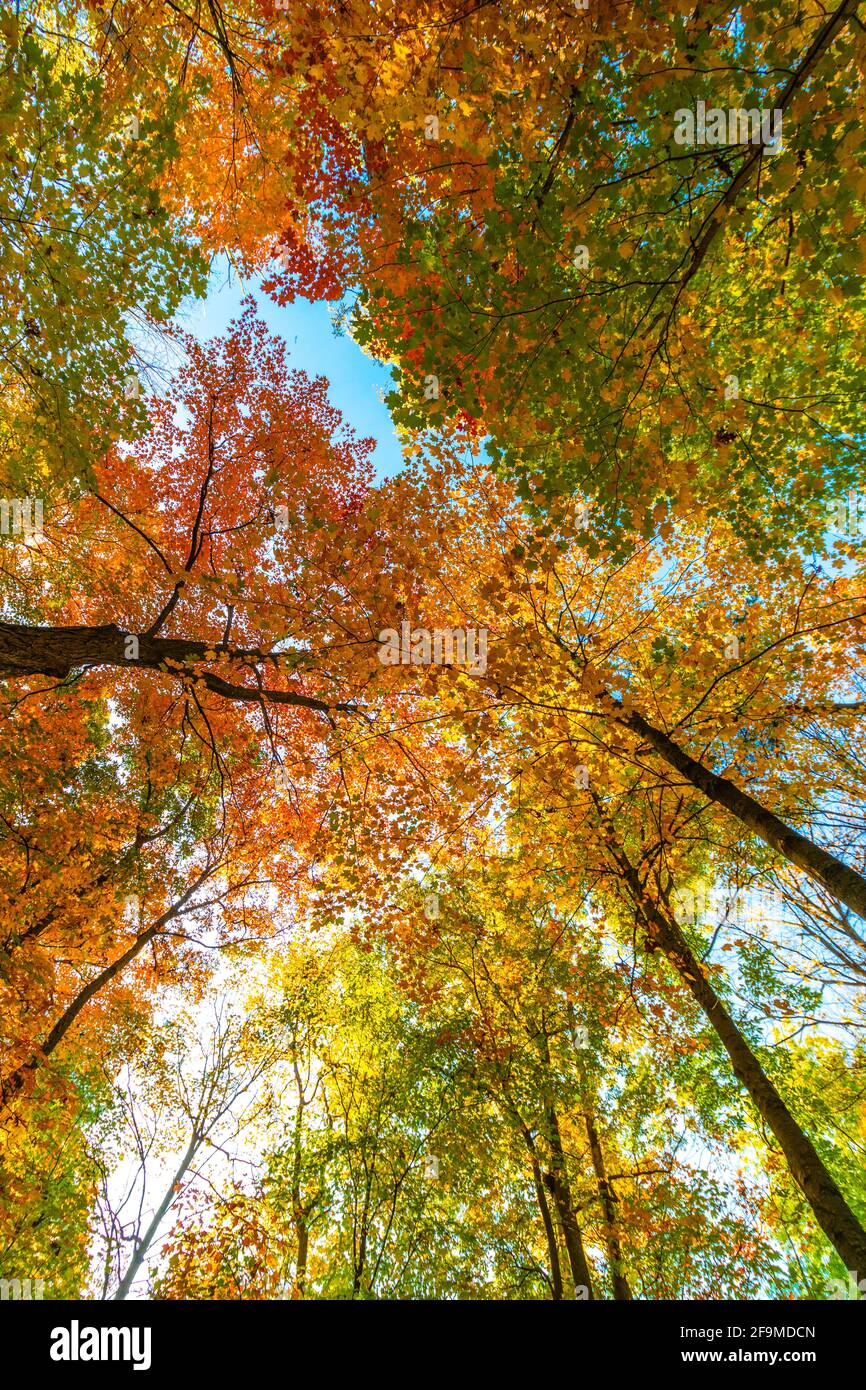 Colors from green to red in top form - Fall in Central Canada, ON Stock ...