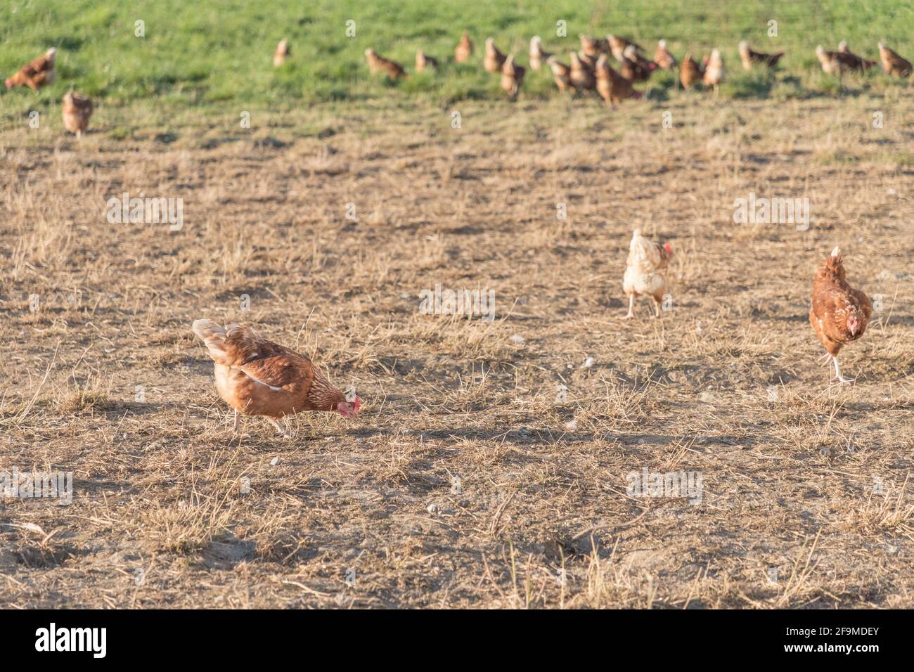 Brown chickens live outdoors at bio poultry farm grass meadow. Rural ...