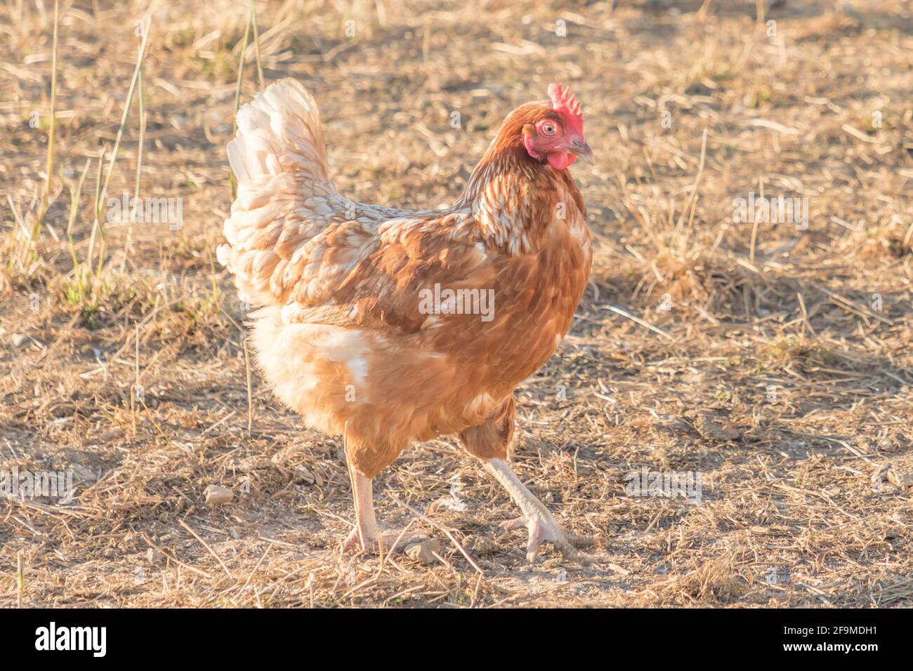 Brown chicken live outdoors at bio poultry farm grass meadow. Rural ...