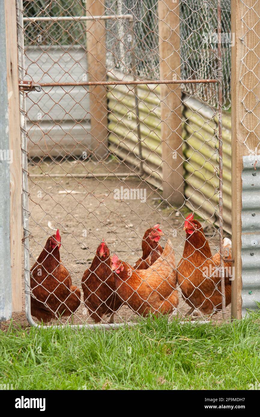 Chickens in pen Stock Photo - Alamy