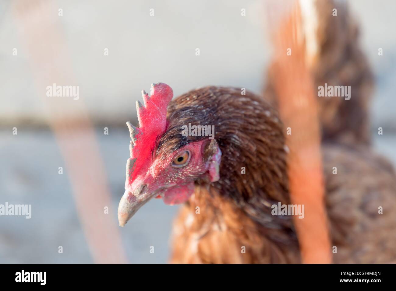 Single brown chicken outdoors at bio poultry country farm. Rural ...