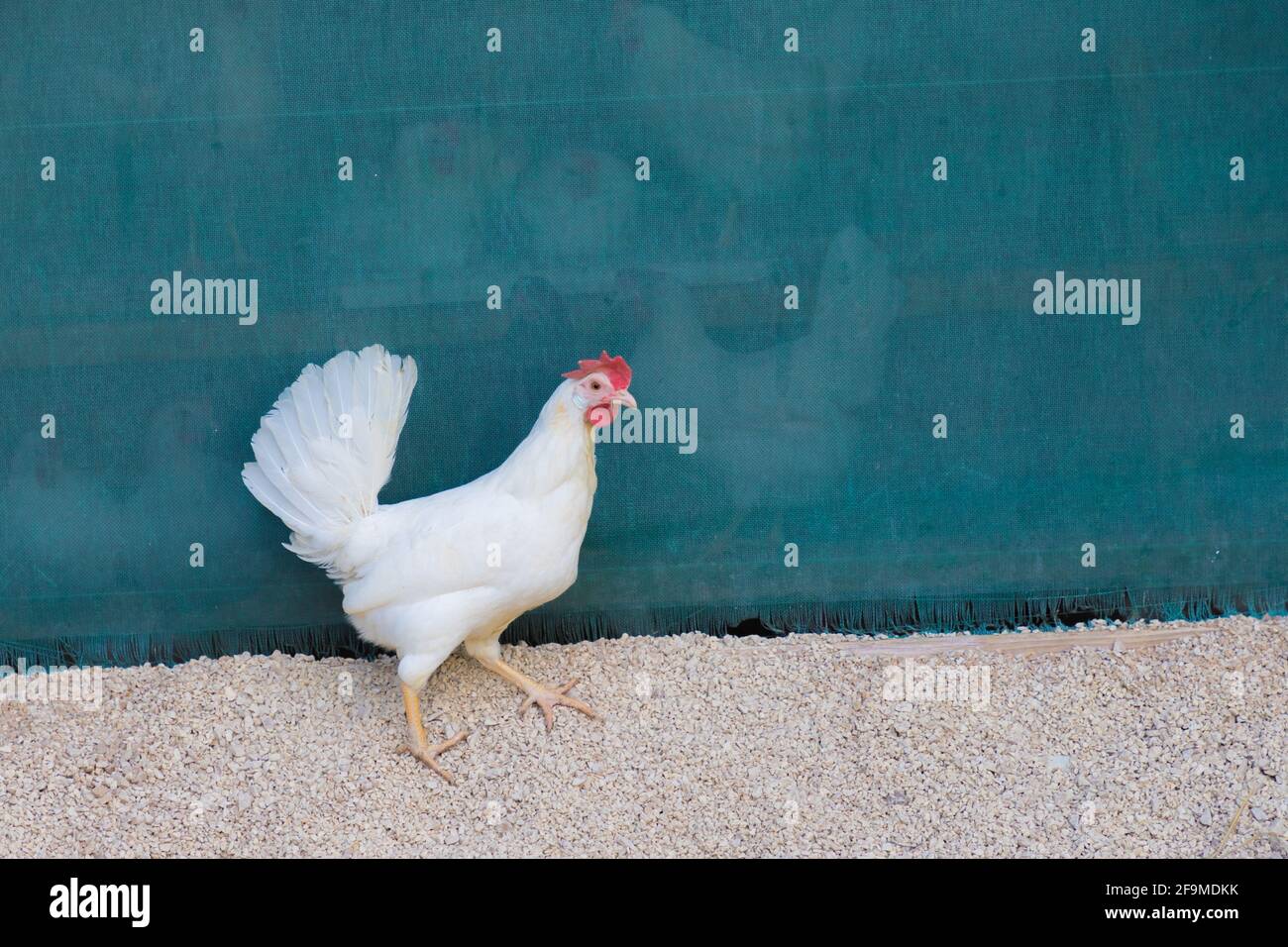 Single white chicken outdoors looking right turquoise background. Free ...