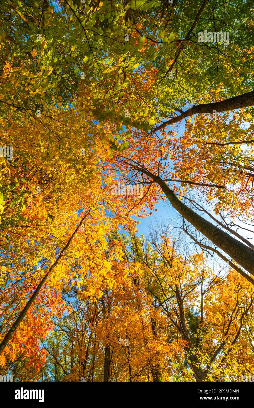 The fall sun lights up the changing colorful foliage - Fall in Central ...