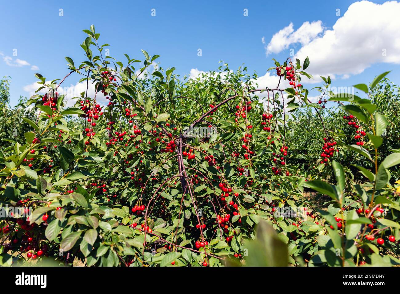 Many fruit trees with green leaves twig and many red ripe tasty juicy ...