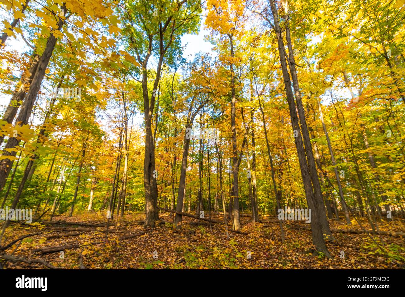 The fall sun setting off a bonfire in the forest with no heat - Fall in ...