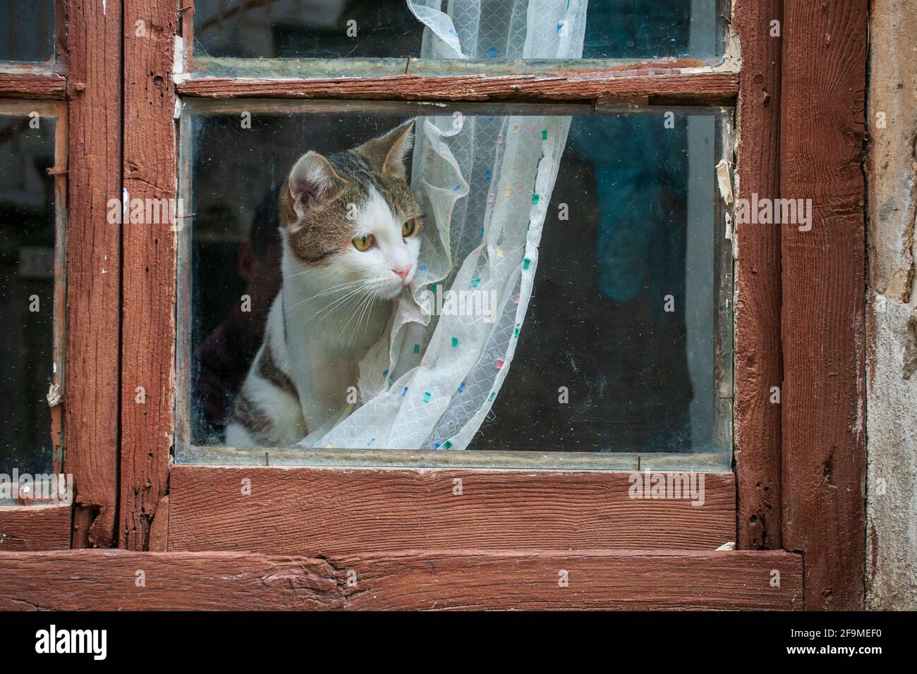 Cat watching through window hi-res stock photography and images - Alamy