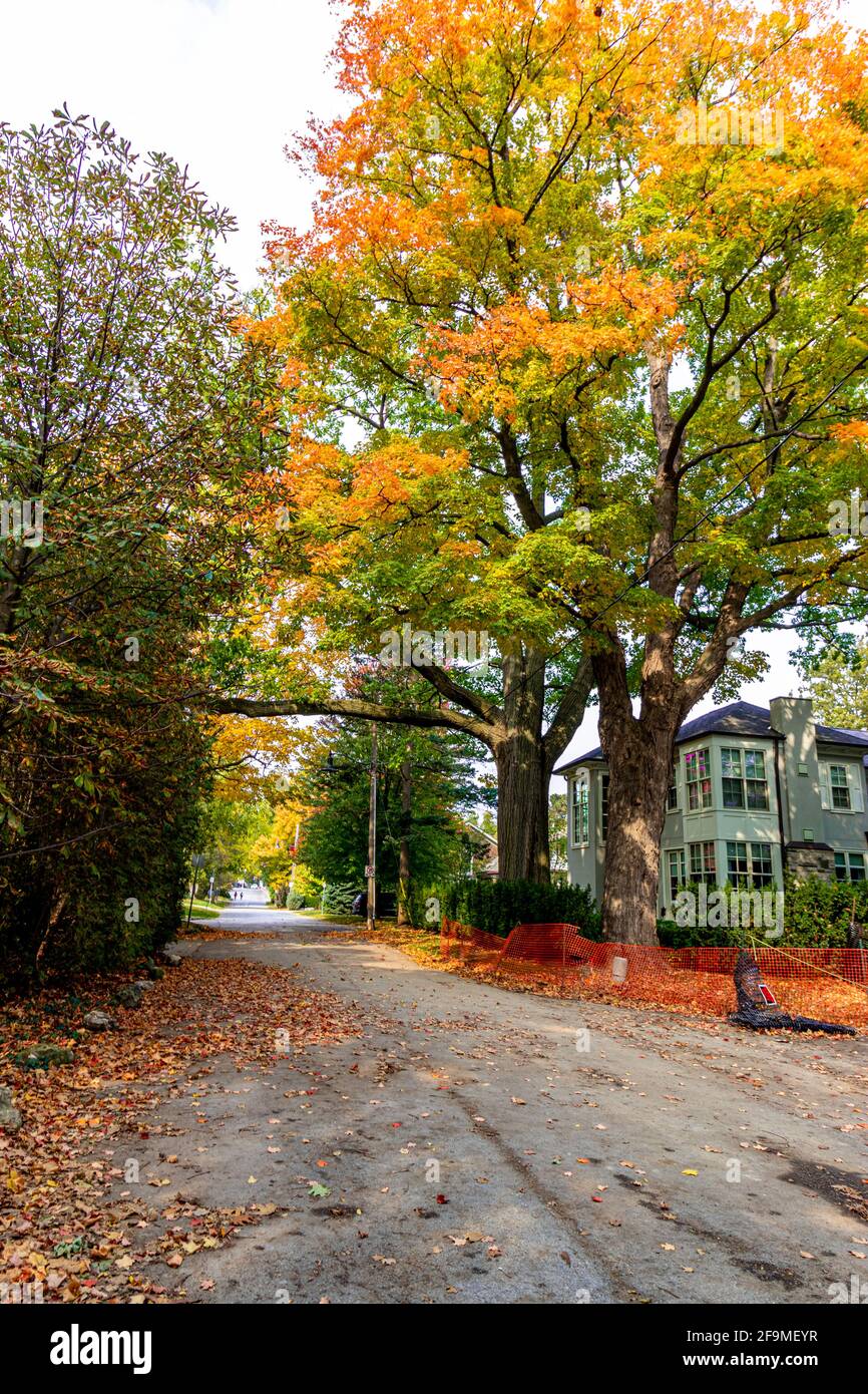 Maples leaves on the road hi-res stock photography and images - Alamy