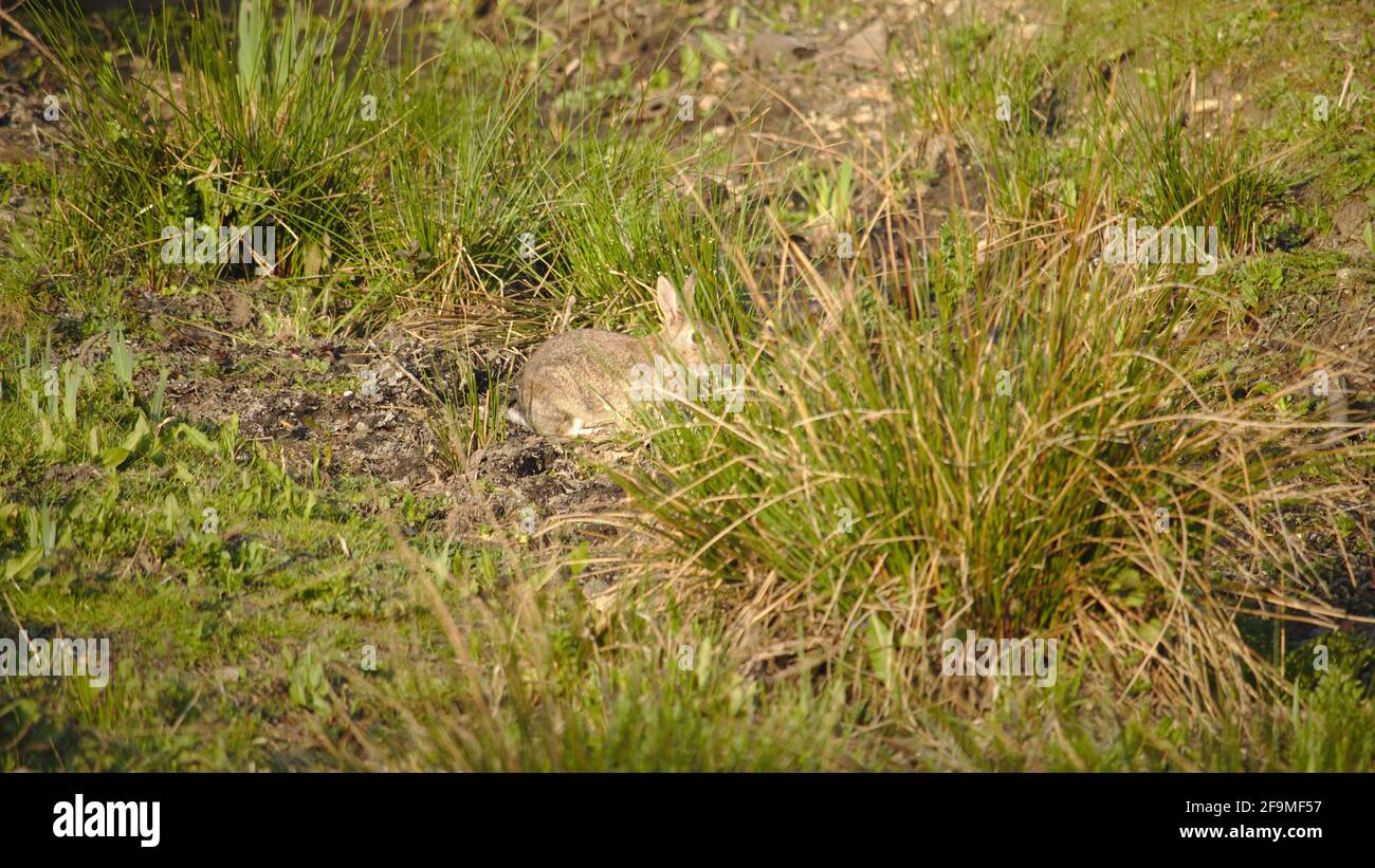 Rabbit in the grass Stock Photo - Alamy