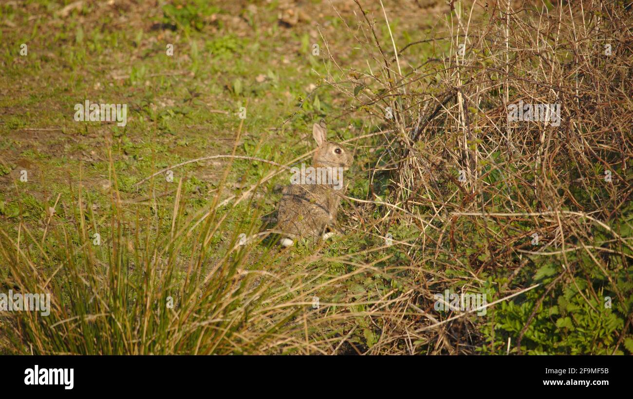 Rabbit in the grass Stock Photo - Alamy