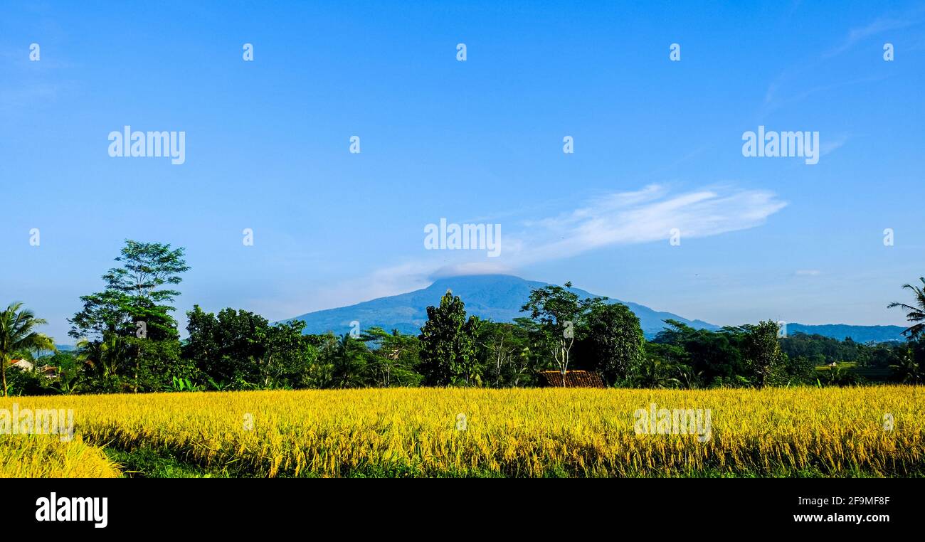 Landscape ricefields and mount Tampomas, Sumedang, West Java,Indonesia ...