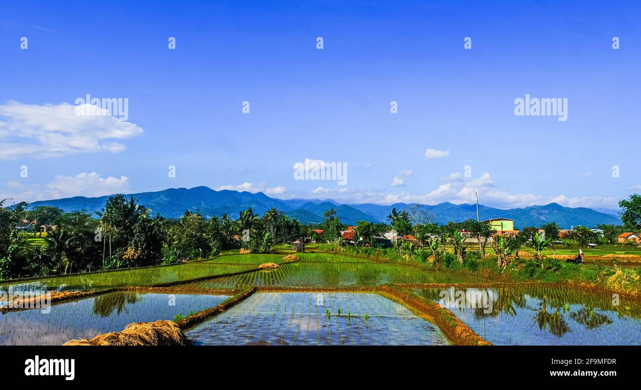 Landscape ricefields and mount Tampomas, Sumedang, West Java,Indonesia ...