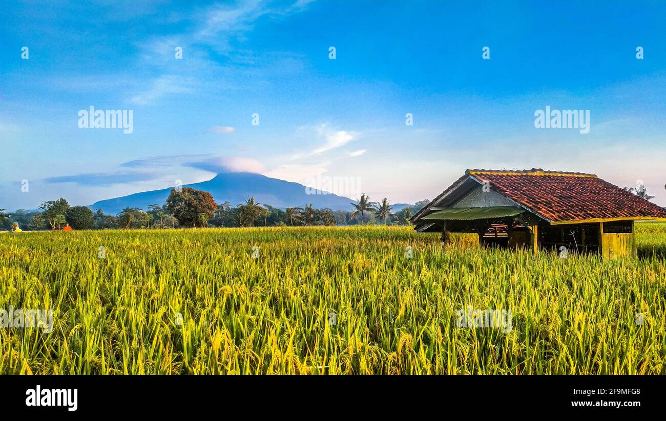 Landscape ricefields and mount Tampomas, Sumedang, West Java,Indonesia ...